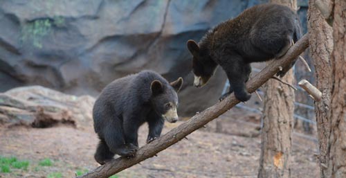 Bearizona Wildlife Park – Arizona Field Trips