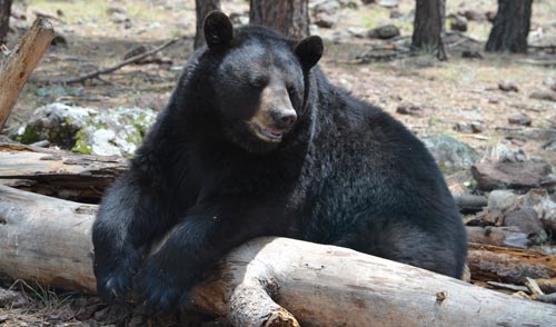 Bearizona Wildlife Park – Arizona Field Trips