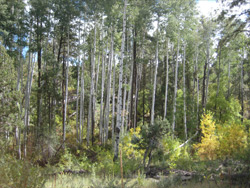 Copper Basin Road Drive from Downtown Prescott – Arizona Field Trips